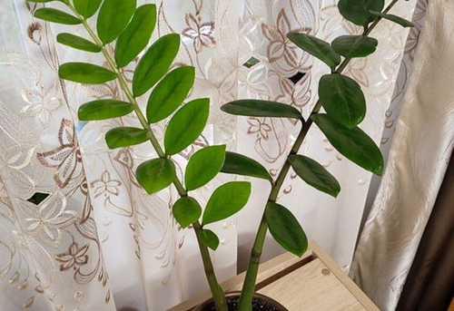 Замиокулькас (долларовое, денежное) дерево