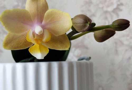 Цветущая ароматная орхидея Perfume GP09