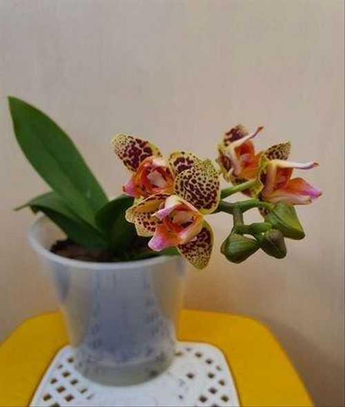 Орхидея фаленопсис трилипс, бабочка