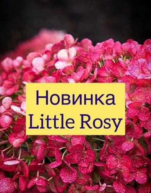 Гортензия Little Rosy