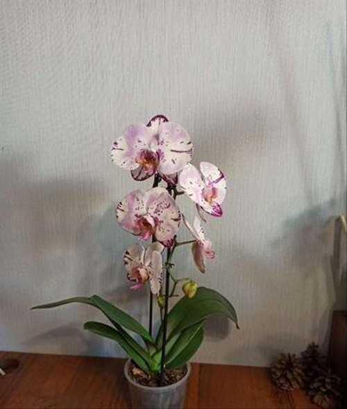 Орхидея фаленопсис крупноцветковый Каскад