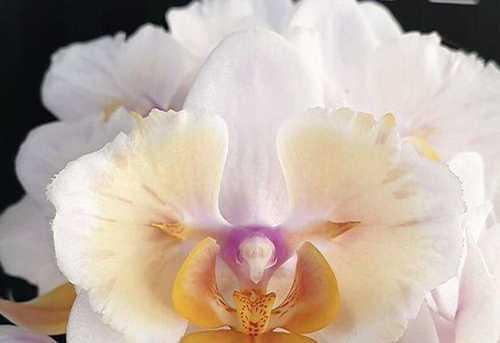 Орхидея фаленопсис Азия