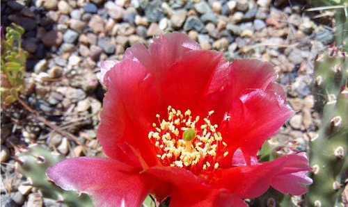 Кактус уличный морозостойкий Opuntia fragilis Föhr