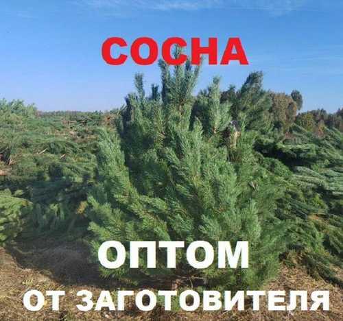 Сосна живая оптом новогодняя 2024