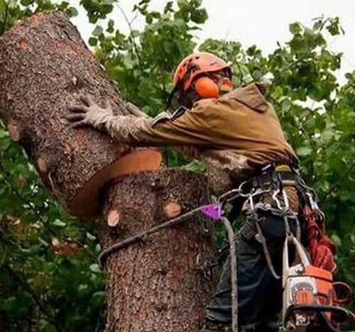 Спил дерево
