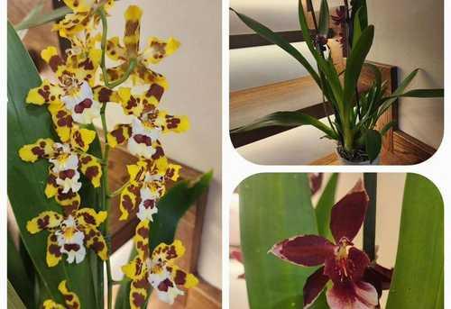 Орхидея камбрия редкая