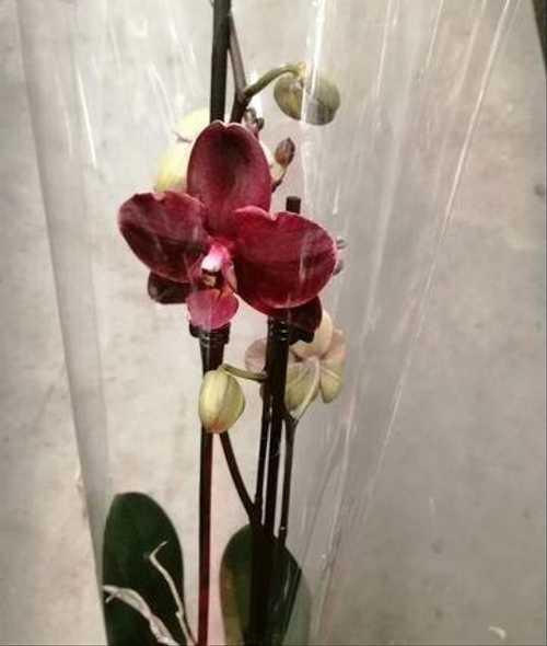 Фаленопсис Ола 2 ст орхидея