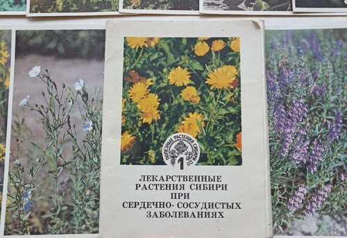 Набор открыток Лекарственные растения Сибири СССР