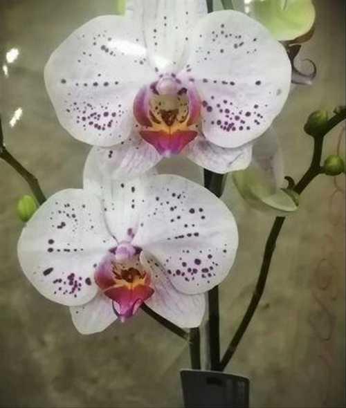 Фаленопсис гибрид 533 орхидея
