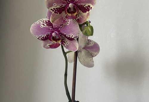 Орхидея фаленопсис (фронтера)