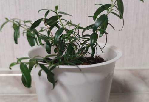 Мирт- вечнозелёное, декоративное растение