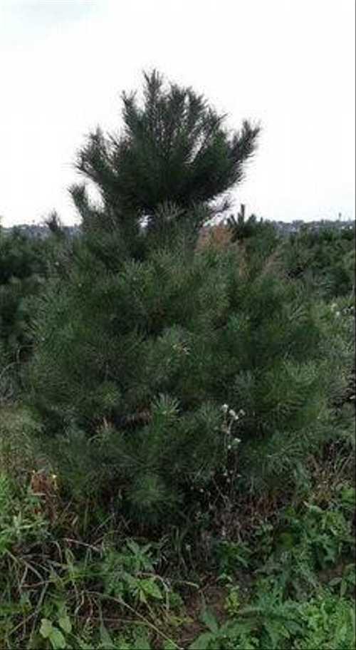 Сосна обыкновенная Extra Pinus sylvestris Ком 400