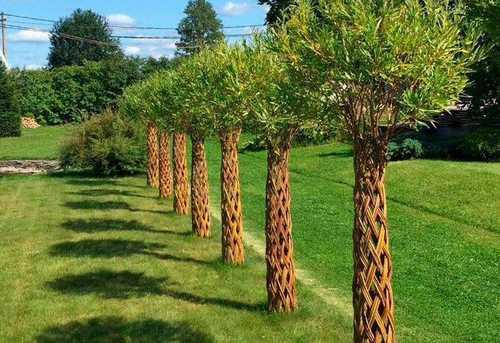 Плетеное Дерево, Сибирская пальма