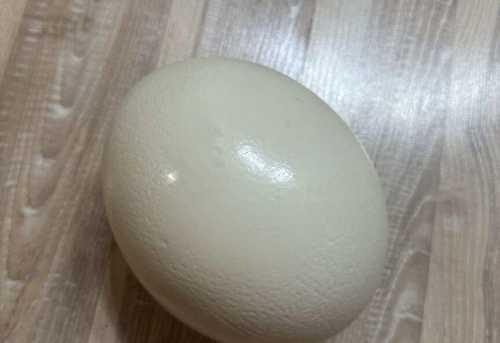 Яйцо страусиное (пустое)