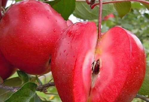 Яблоня красномясая Эра