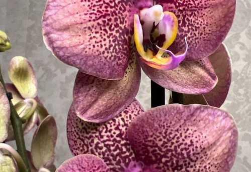 Орхидея фаленопсис Тулон