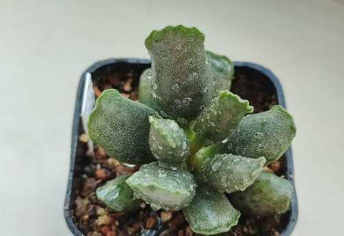 Адромискус фестивус (Adromischus Festivus)