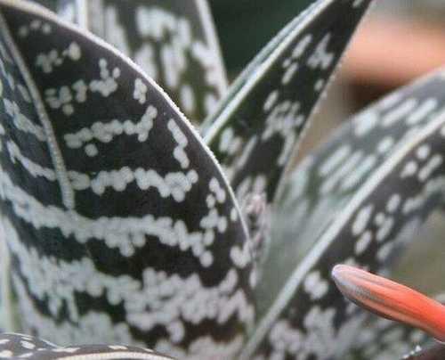 Алоэ пестрое, или тигровое (лат. Aloe variegata)