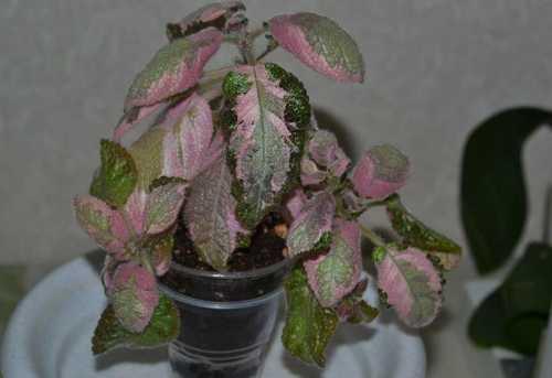 Акварельная эписция picasso noid pink variegated