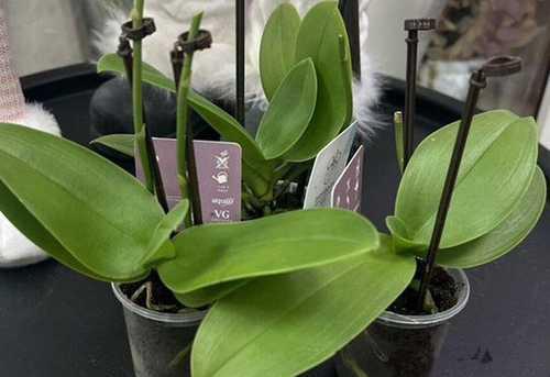 Орхидея фаленопсис Мини