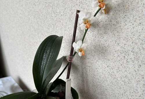 Орхидея фаленопсис mini mark