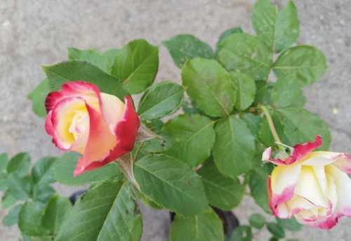 Розы Двойное удовольствие