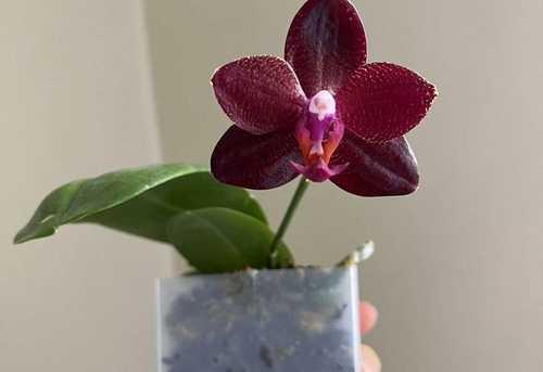 Phal. All. Ruby Diamond (mituo king 1)