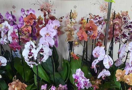 Орхидеи и лиственные в Калуге
