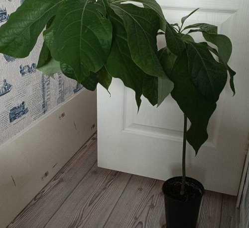 Авокадо крупнолистное растение
