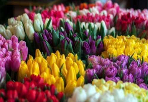 Цветы Тюльпаны на 8 марта