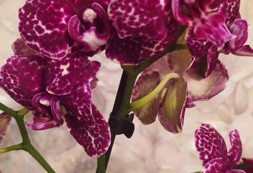 Орхидея фаленопсис дикий кот
