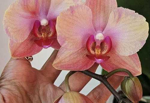 Орхидея Амадоро