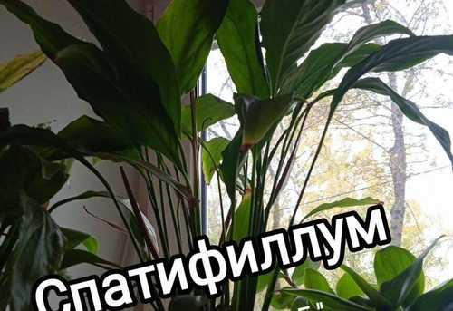 Продам цветы комнатные