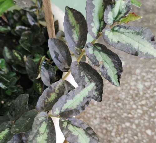 Пеллиония Даво (daveauana ) комнатное растение
