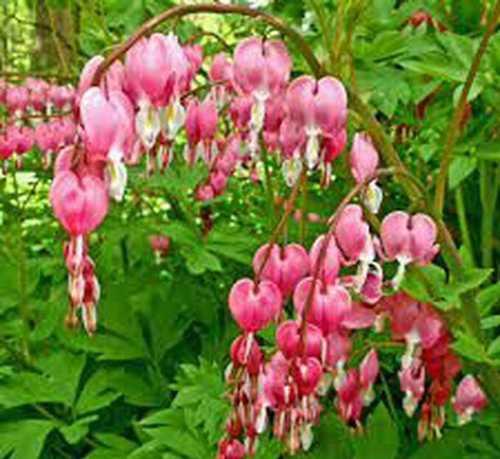 Дицентра великолепная (Dicentra spectabilis)