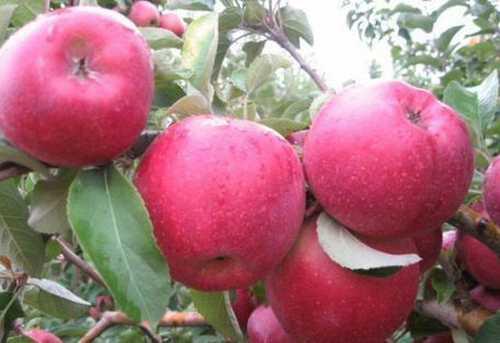 Яблоня плодовая (опт)