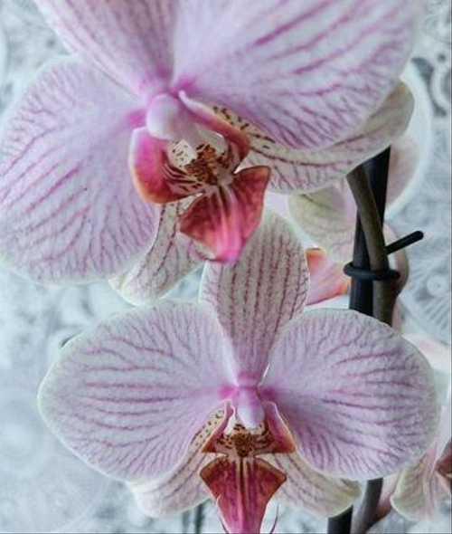 Орхидея цветёт, высокая, нежная расцветка