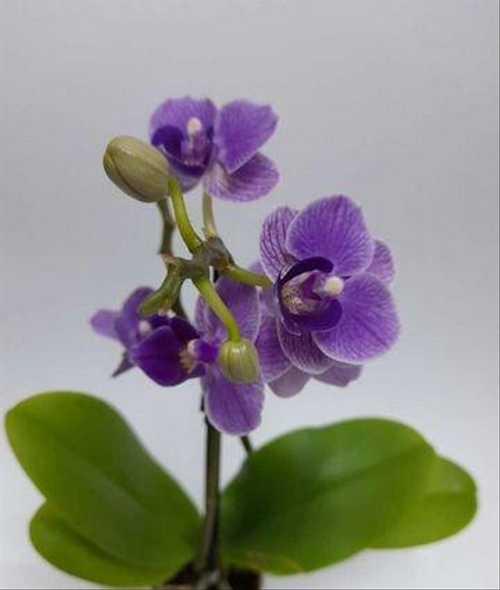 Орхидея фаленопсис виолет квин violet