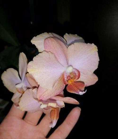 Орхидея фаленопсис Chanella (Шанелла)