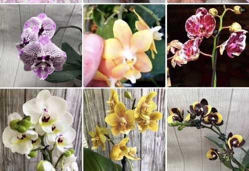 Продаю часть коллекции орхидей