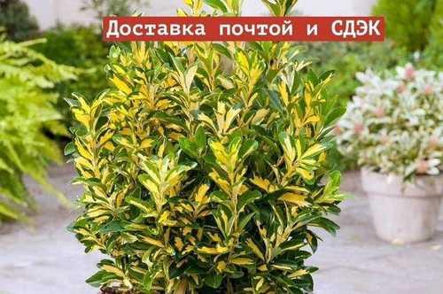 Бересклет Японский Экстаз