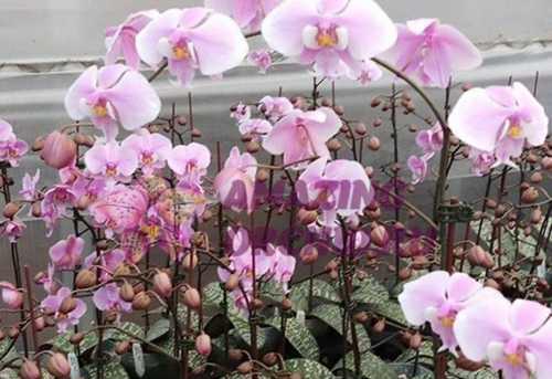 Орхидея Phal. schilleriana 'Pink Butterfly' AM/AOS