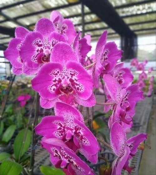 Орхидея Phal. OX Prince Peloric #9207