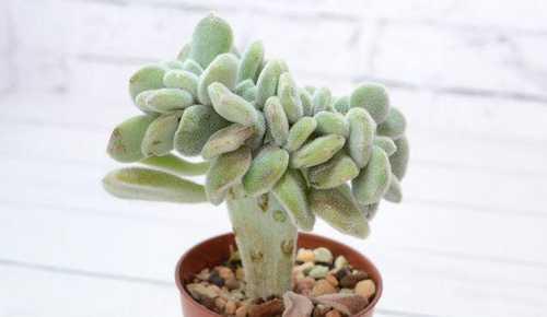 Echeveria Frosty Cristata (Эхеверия) (SCT29070)