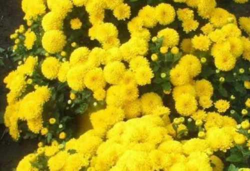 Хризантема корейская-желтая