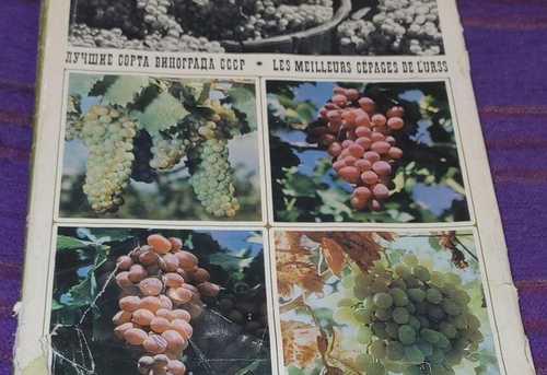Книга Лучшие сорта винограда СССР