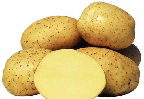 Семенной картофель veneta