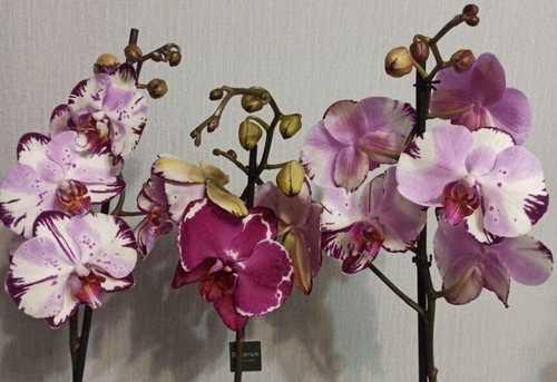 Орхидея фаленопсис, 1 ствол