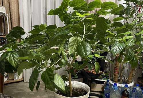 Растения комнатные крупные