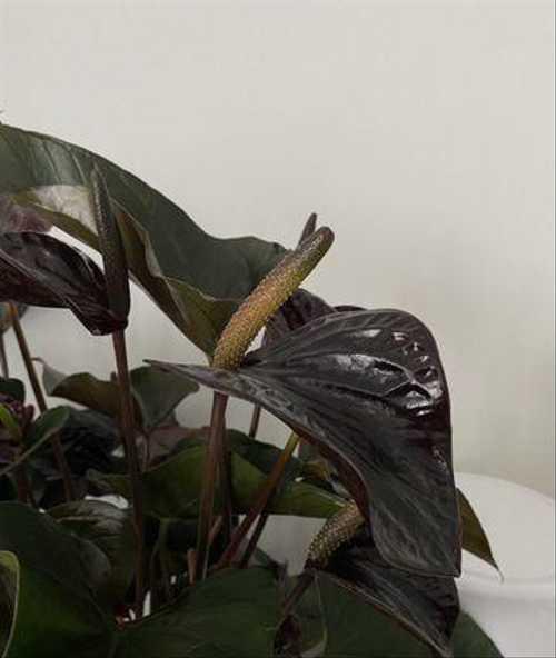 Антуриум чёрная королева Anthurium Black Queen